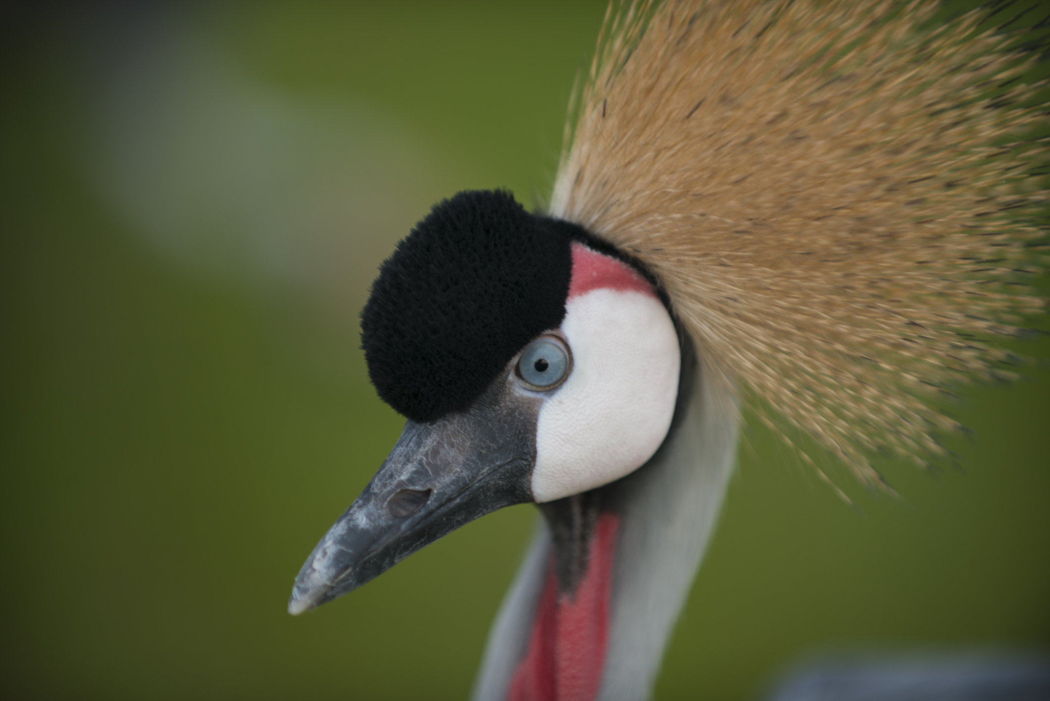 East African Crowned Crane | Columbus Zoo and Aquarium